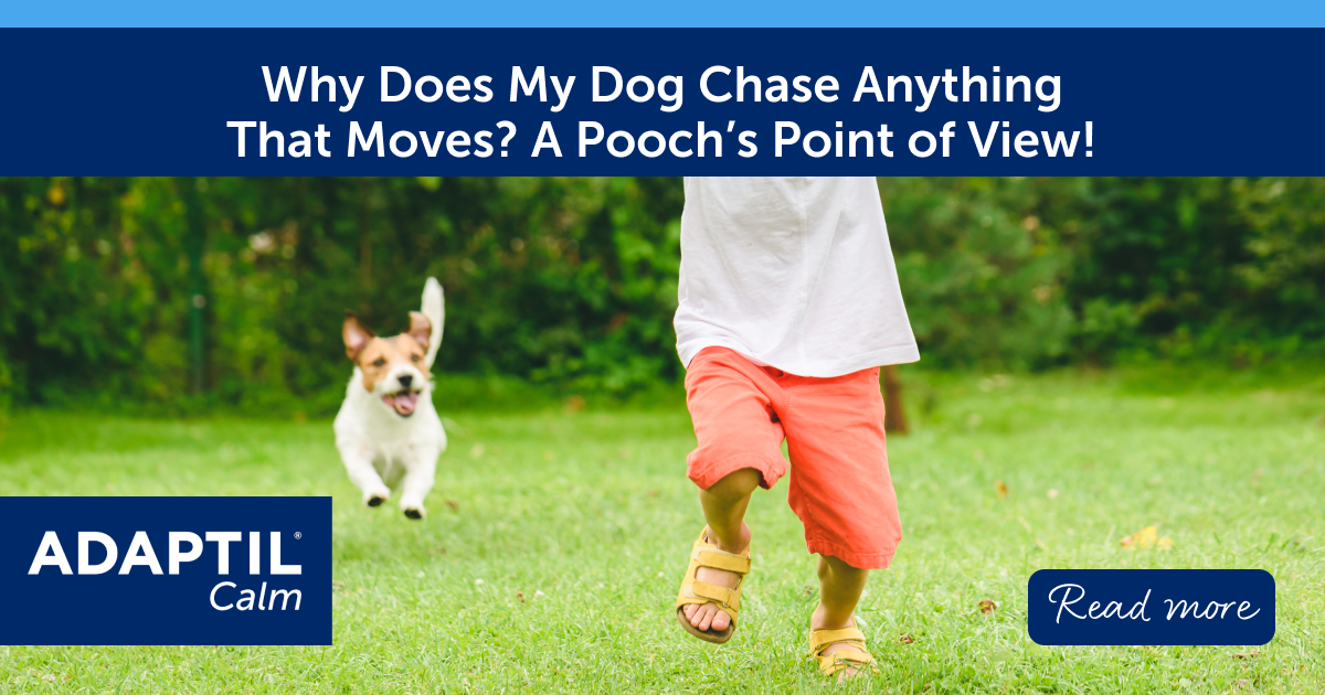 Why Does My Dog Chase Anything That Moves? A Pooch's Point of View!